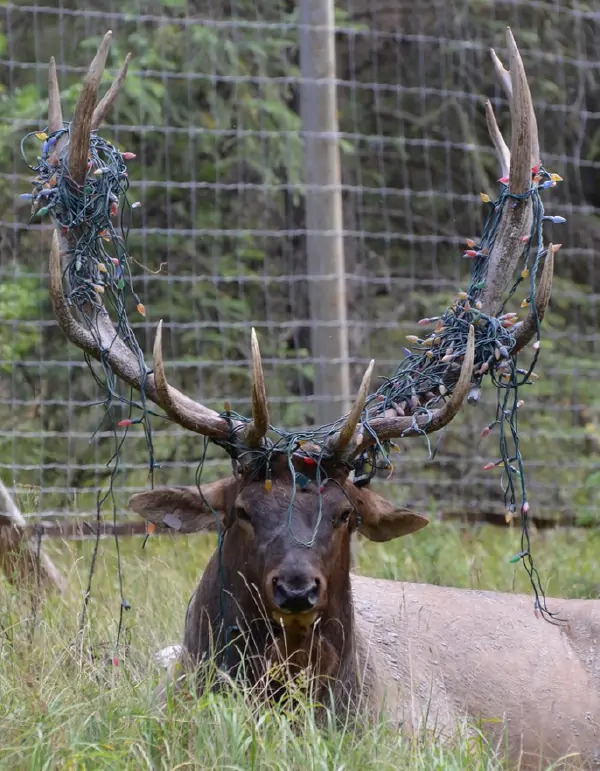 Tenant Leasing Illustrated January 2021 If You Give a Moose Restoration ...